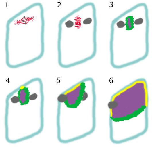 Carnegie Cell Imaging